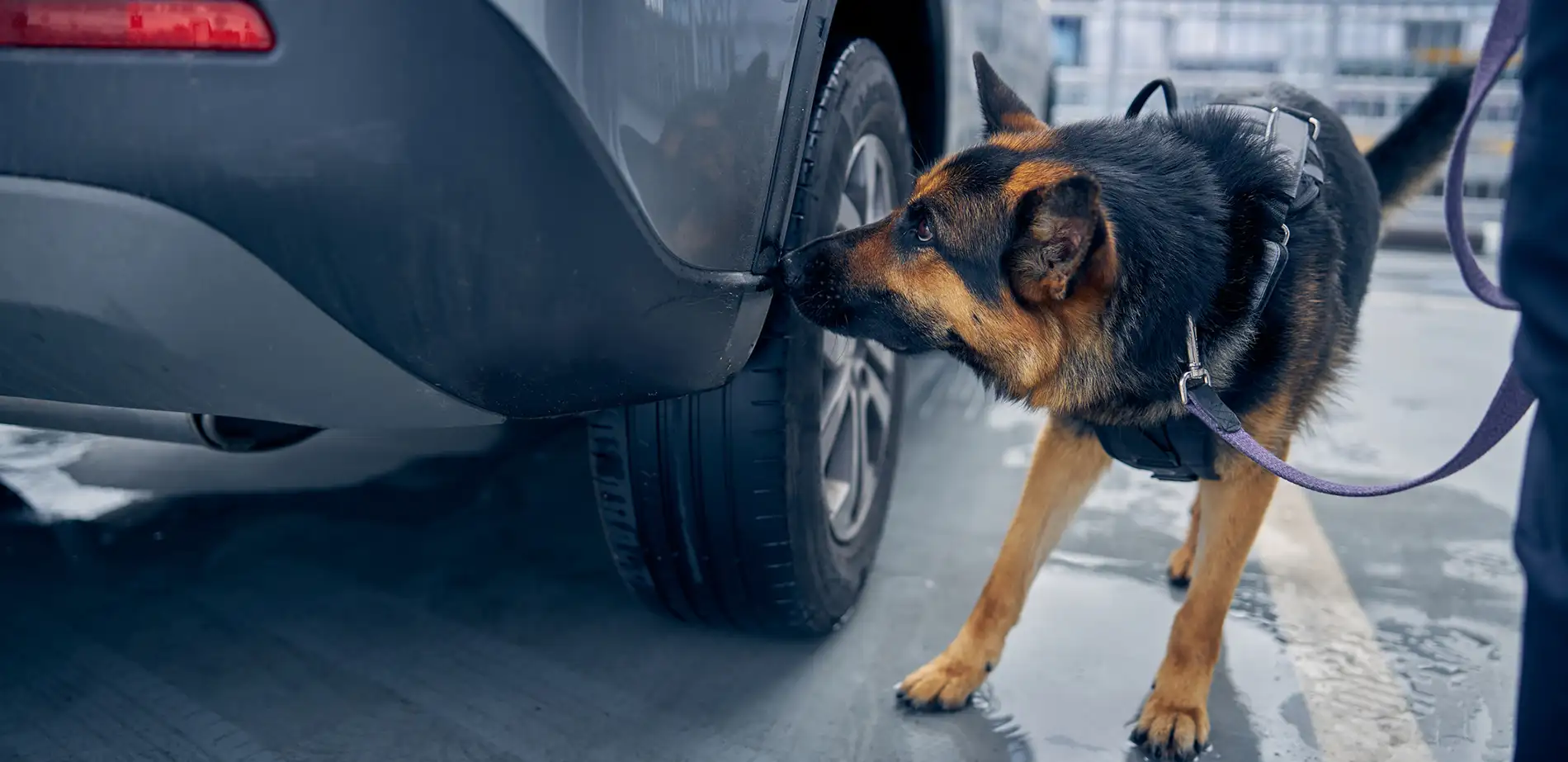 Explosive Detection Dogs - K9 Deployment